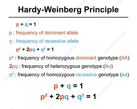 Hardy Weinberg Principle Illustration Stock Image F041 9914
