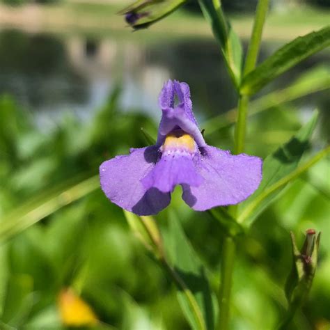 Mn Native Monkey Flower Plants Natural Shore Technologies