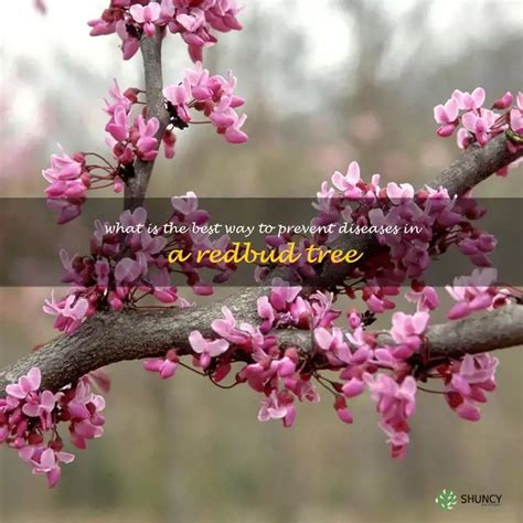 How To Protect Your Redbud Tree From Disease A Guide To Prevention