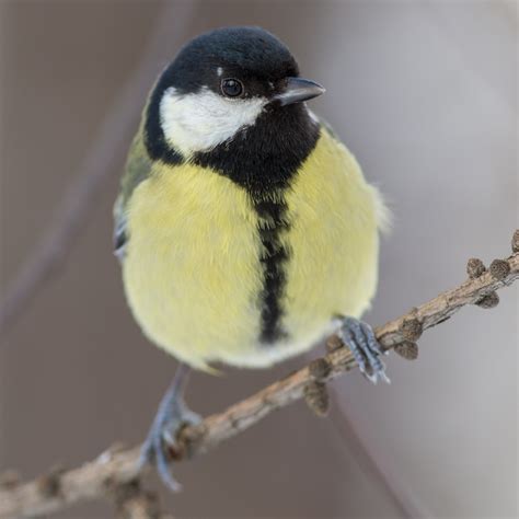 Great Tit Parus Major Songbird Factfile
