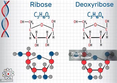 Ribos Och Deoxiribos Molekyler De Är Monosackarider Och Utgör En Del Av