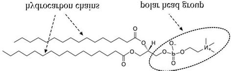 Schematic Structure Of Lipid Molecule Dipalmitoylphosphatidylcholine