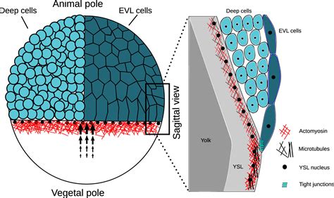 Actin Rings Of Power Developmental Cell