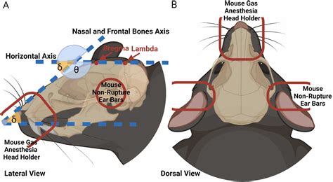 Where Do You Measure The Bregma For Rodent Stereotaxic Surgery Ibro