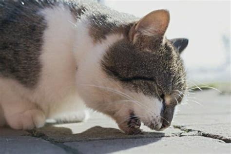 My Cat Just Threw Up What Should I Do 6 Vet Approved Treatment Tips