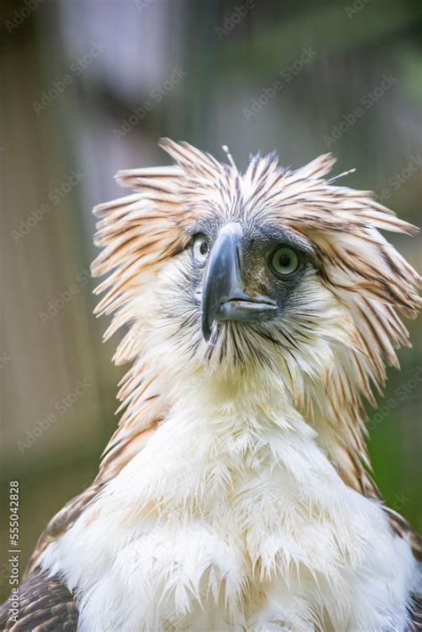 The Philippine Eagle Pithecophaga Jefferyi Is A Critically Endangered