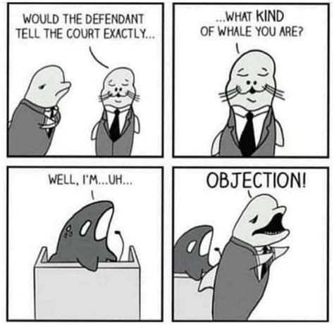 Orca Meme By Junkiejoel Memedroid