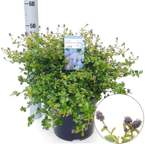 Ceanothus Thyr Var Repens Van Der Peijl Tuinplanten