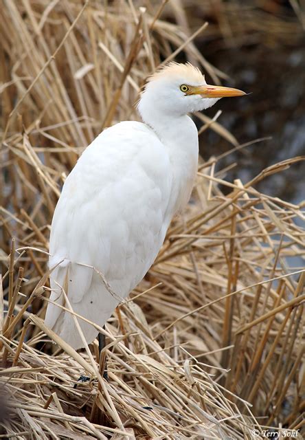Cattle Egret Habitat