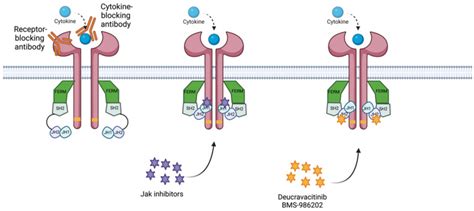 Tyk Targeting In Immune Mediated Inflammatory Diseases PMC