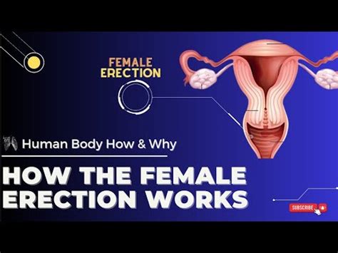 How A Female Erection Works Youtube