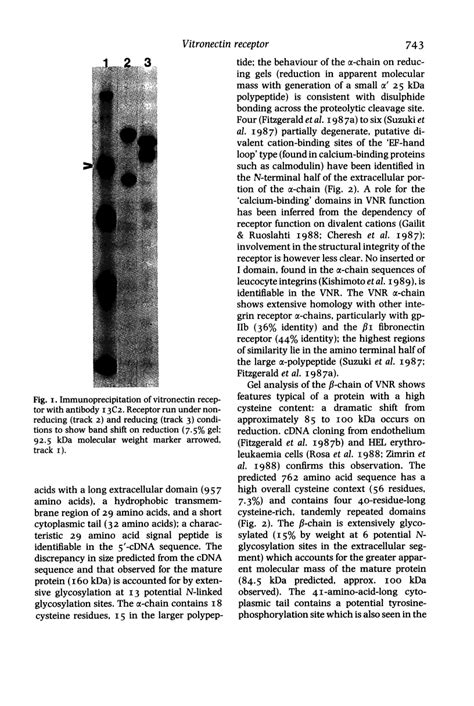 Vitronectin Receptor Tissue Specific Expression Or Adaptation To