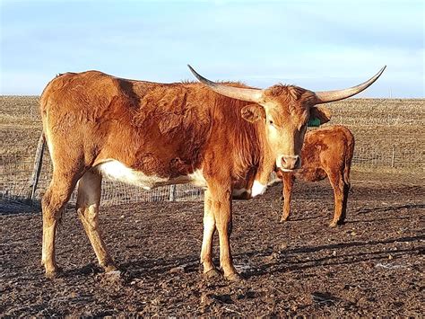 Donation Bar R Glamour 300