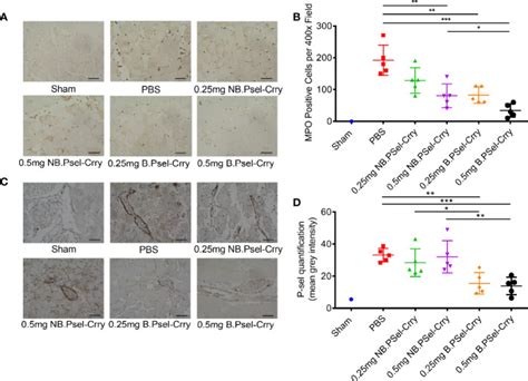 Characterization Of Novel P Selectin Targeted Complement Inhibitors In