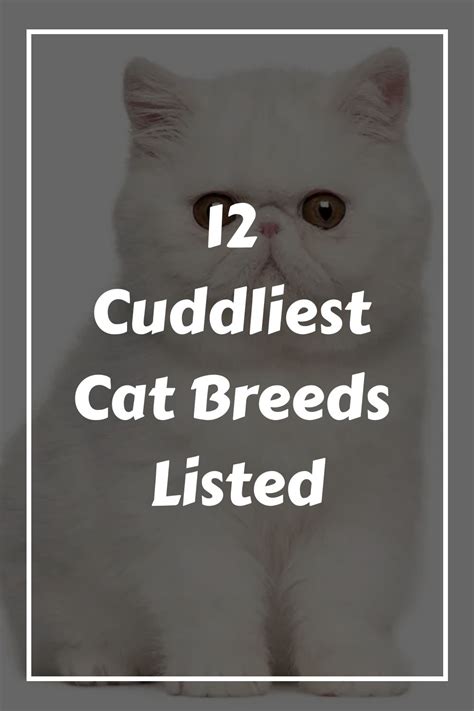 Cat Breeds
