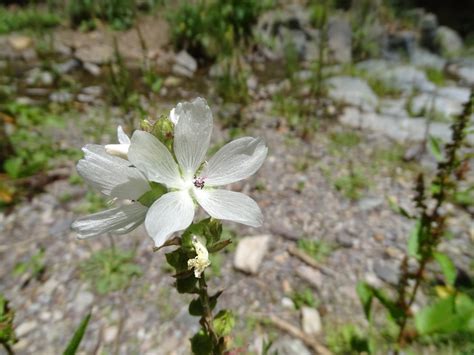 Sidalcea Candida New Mexico Wild Plants Companion