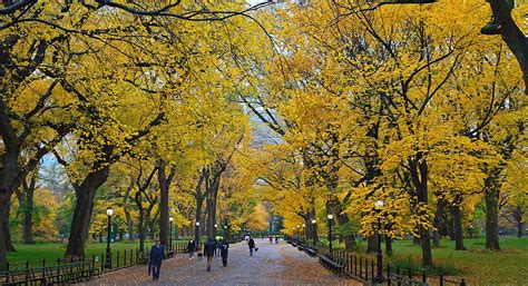 Fall Foliage In Parks Nyc Parks