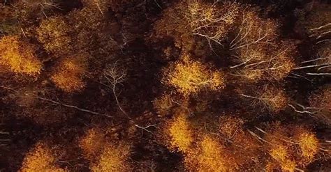 가을 가을 색 가을 시즌 객관적인 아름다움 갱신 경치 경치 좋은 전망 경치가 좋은 계절의 변화 계절의 아름다움 계절적 변화 고요한 고요함 광야 광야