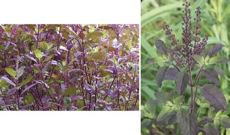 Hương Nhu Tía Khoa Dược