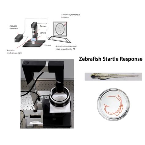 Mouse Startle Response Testing System Laboratory