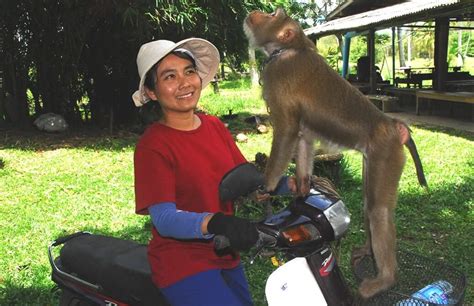 How To Train A Monkey First Monkey School