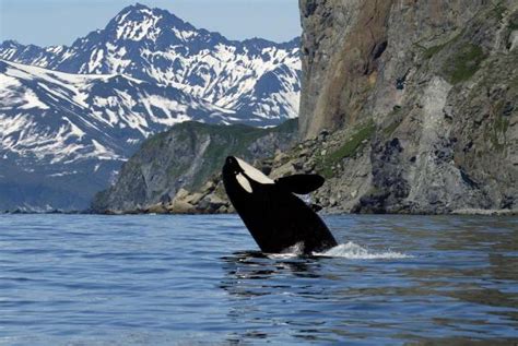 17 Day Aleutian Islands Cruise Aboard Sylvia Earle