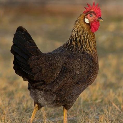 Brown Leghorn The Chick Hatchery