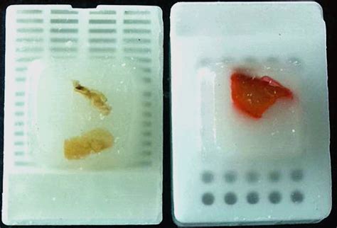 常规病理实验 威奥生物