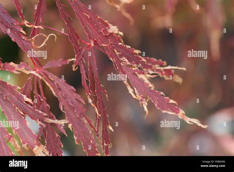 Is Japanese Maple Leaf Scorch Ehtn