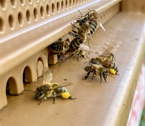 Cool Pollen Color And Season Chart R Beekeeping