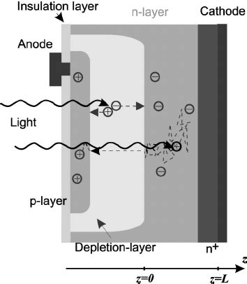 Typical Construction Of A Photodiode As Seen From The Side In Cross