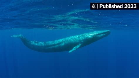 Whales And The Dna That Made Them Giants The New York Times