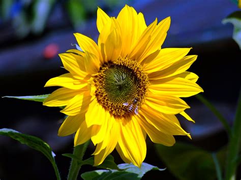 Asteraceae 菊科 Sunflower Helianthus Annuus 向日葵 Photo Ta Flickr