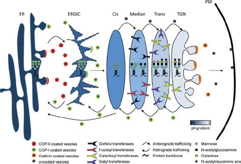 Intracellular Traf Fi Cking Pathways And Schematic Representation Of