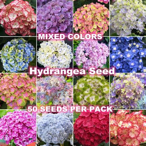 Hydrangea 绣球花种子 Mixed 混色biji Benih Bunga Flower Garden Plant Seeds
