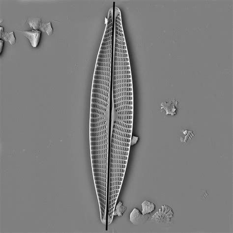 Apical Axis Glossary Diatoms Of North America