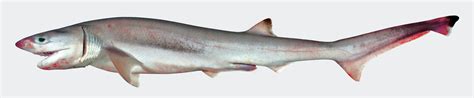 Heptranchias