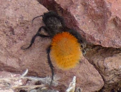 Where Are Velvet Ants Found States Where Velvet Ants Are Common What