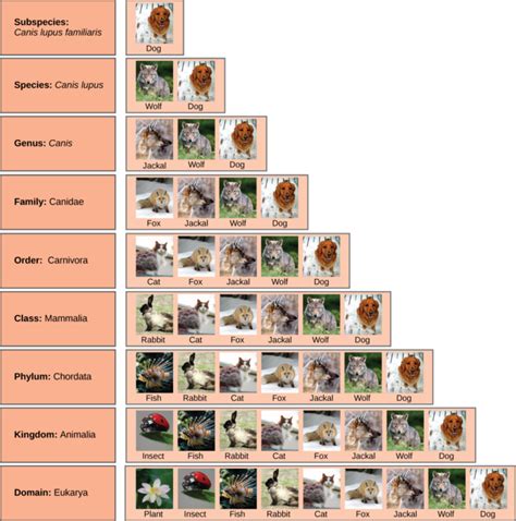 Species Classification