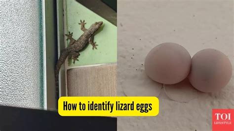 Lizard Eggs In House