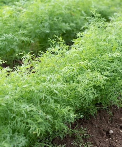 Ella Organic Dill Seed Seedsday