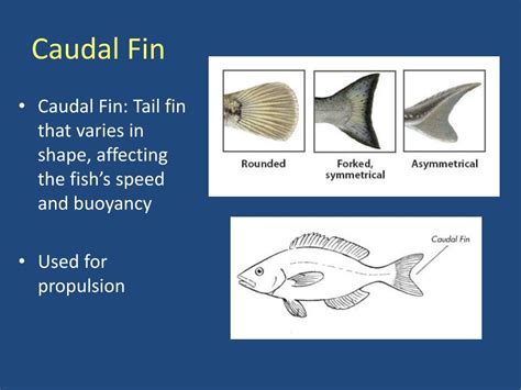 Ppt Fish Anatomy And Taxonomy Powerpoint Presentation Free Download