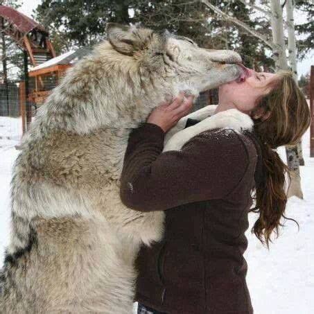 Kiss A Wolf Today And Feel The Love Wolf Love Wolf Pictures Wolf Dog