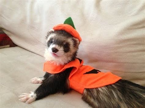 Ferret Costumes
