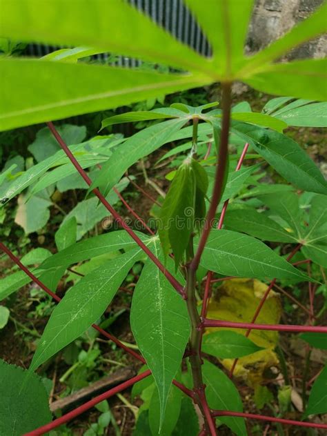 The Cassava At Garden Stock Image Image Of Singkong 276593561
