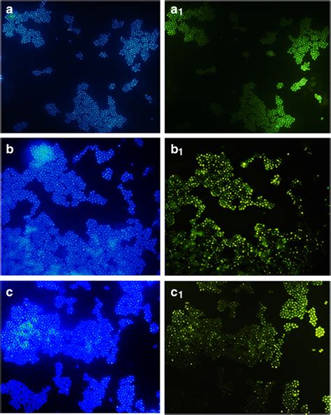 Hybridization Stringency For Cada Harboring Pure Cultures Of S Warneri