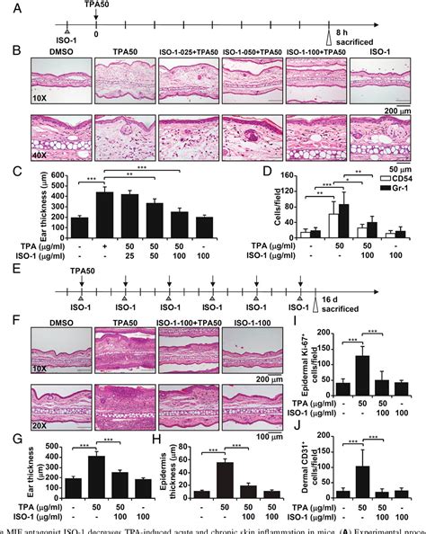 Figure 2 From Macrophage Migration Inhibitory Factor Triggers