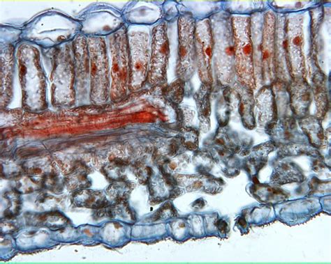 Syringa Leaf 400x General Biology Lab Loyola University Chicago
