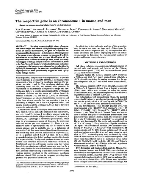 Pdf The α Spectrin Gene Is On Chromosome 1 In Mouse And Man