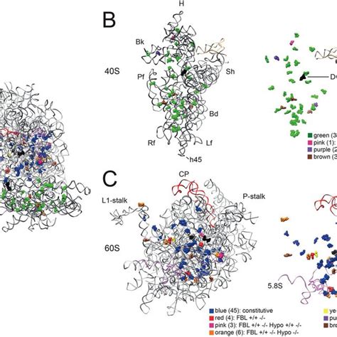Clustering Of Human Rrna 2′ O Methylation On 28s Rrna Sites According